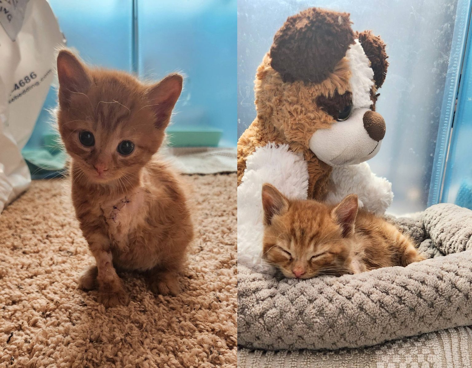 9 Lives Rescue Inc – An all-volunteer, foster-based cat rescue serving ...